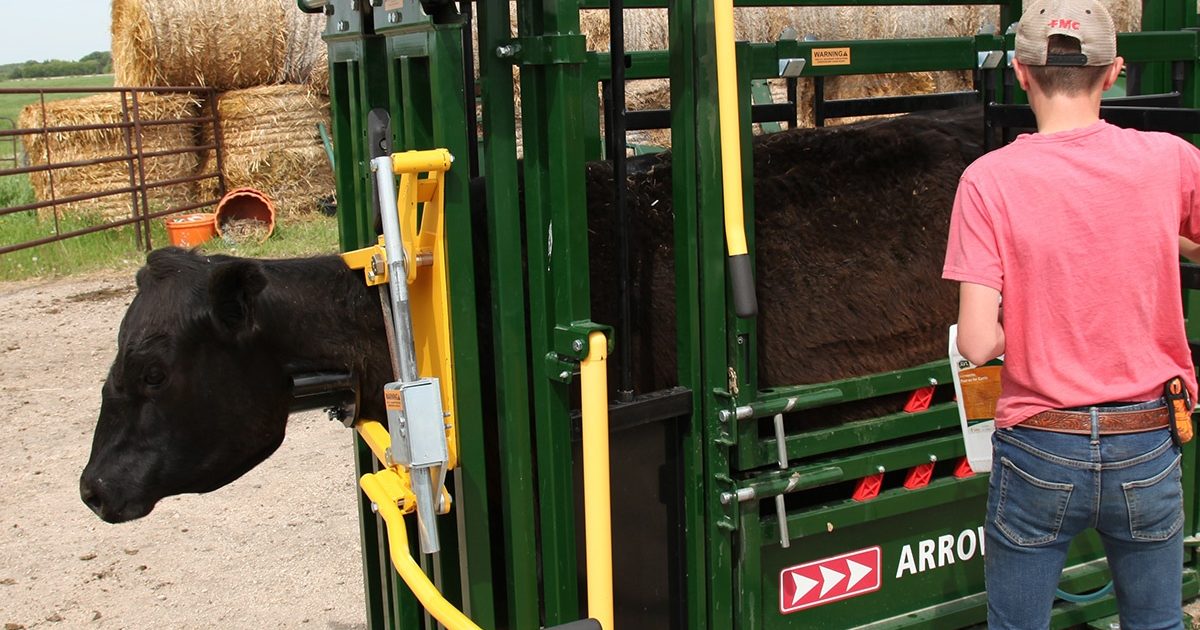 Restraining Methods of Cattle - Sweep vs. Extender vs.… | Arrowquip
