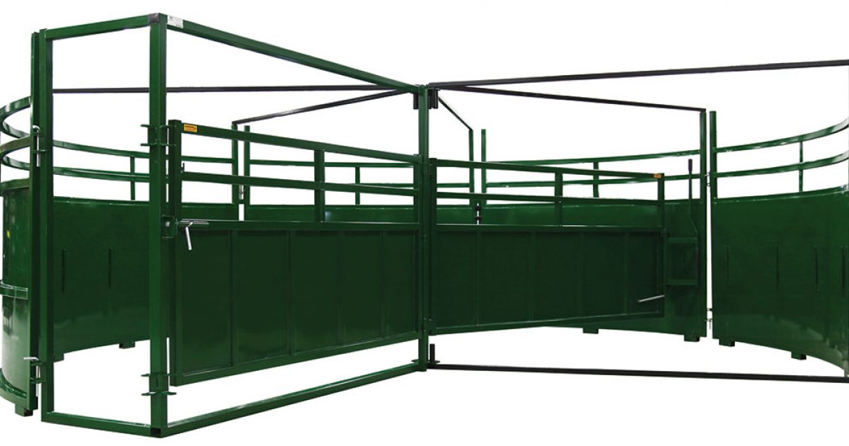 cattle forcing pens